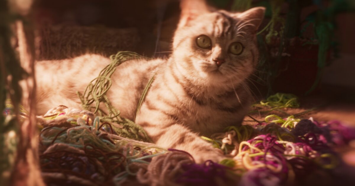 PURR MORE - Coffee & TV