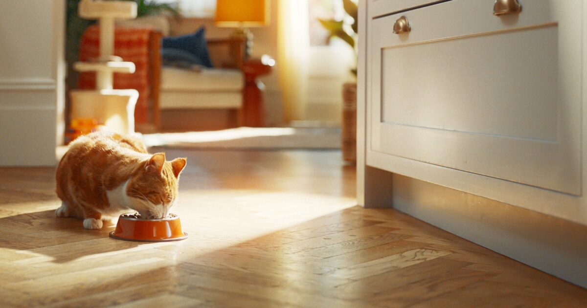 WHEN IS FLUFFY TOO FLUFFY - Coffee & TV
